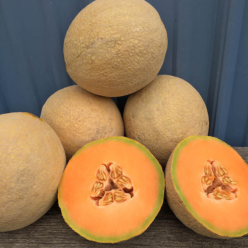 Melon Sugar Rush F1 Seed – Harris Seeds
