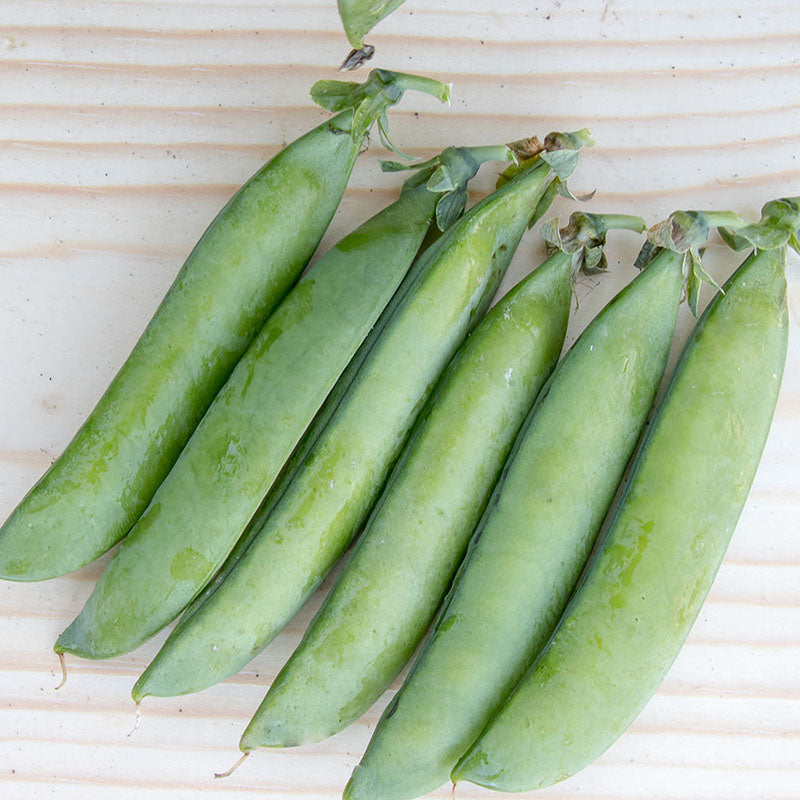 Pea PLS 566 Seed – Harris Seeds