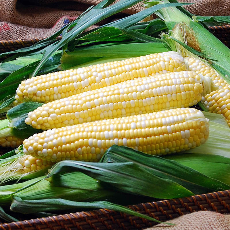 Sweet Corn Solstice F1 Seed – Harris Seeds