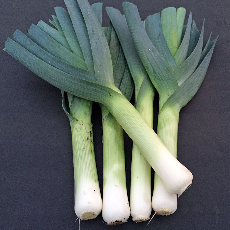 Leek Comanche F1 Organic Seed – Harris Seeds