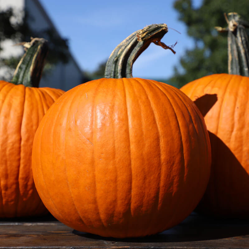 Pumpkin Carrie F1 Seed – Harris Seeds