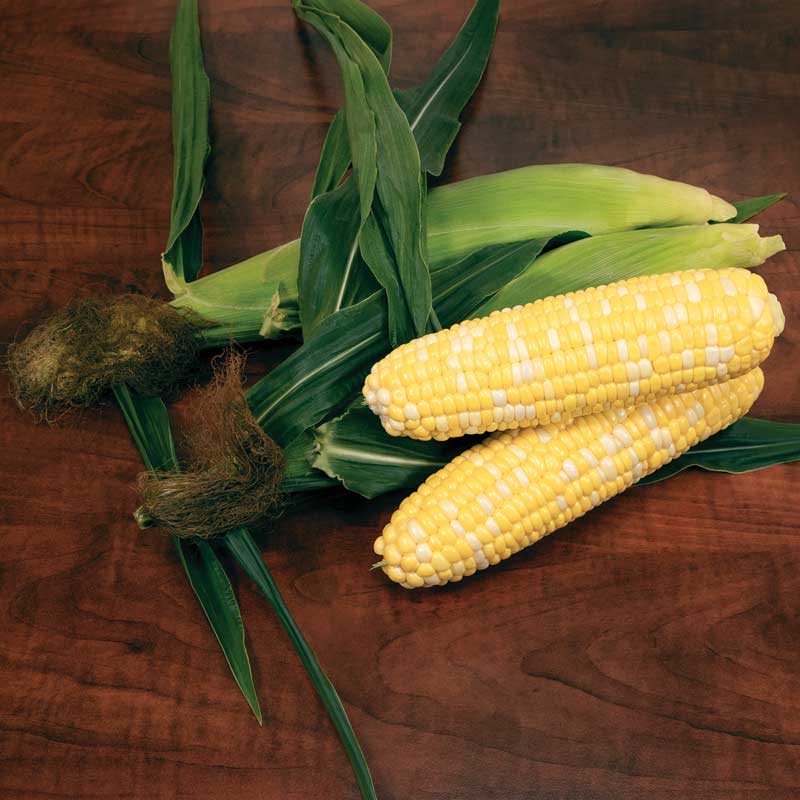 Sweet Corn Biotech Patriarch F1 Seed – Harris Seeds
