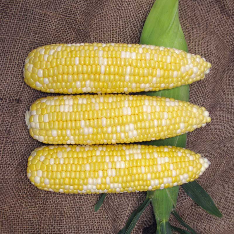 Sweet Corn Biotech SV9010SA F1 Seed – Harris Seeds