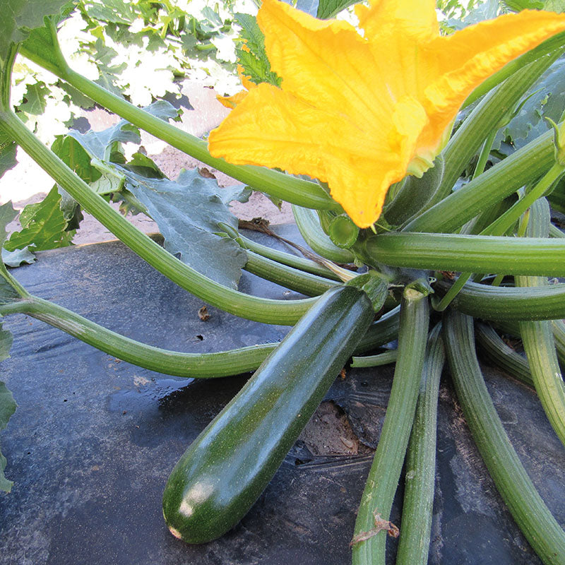 Squash Cash Machine F1 Seed – Harris Seeds