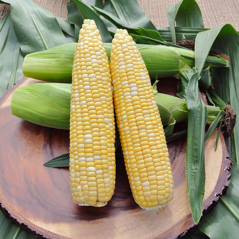 Sweet Corn Crave F1 Seed – Harris Seeds