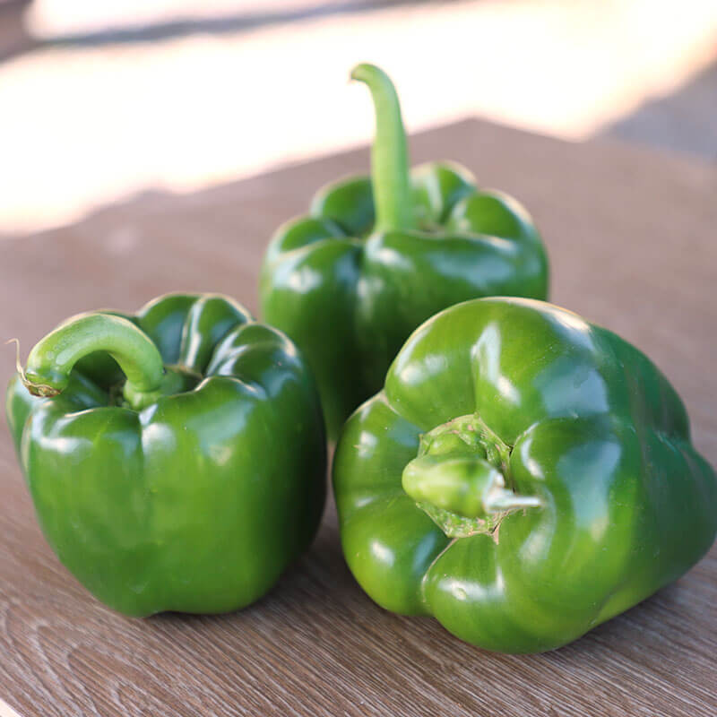 Pepper Tarpon F1 Seed – Harris Seeds