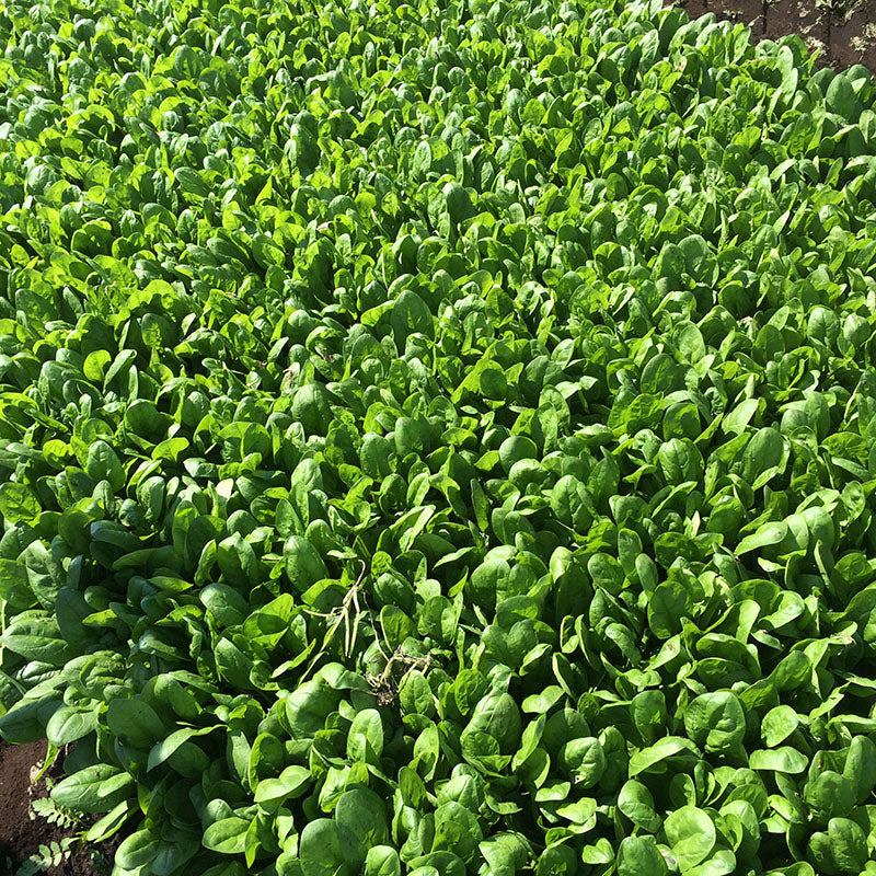 Spinach Acadia F1 Organic Seed – Harris Seeds