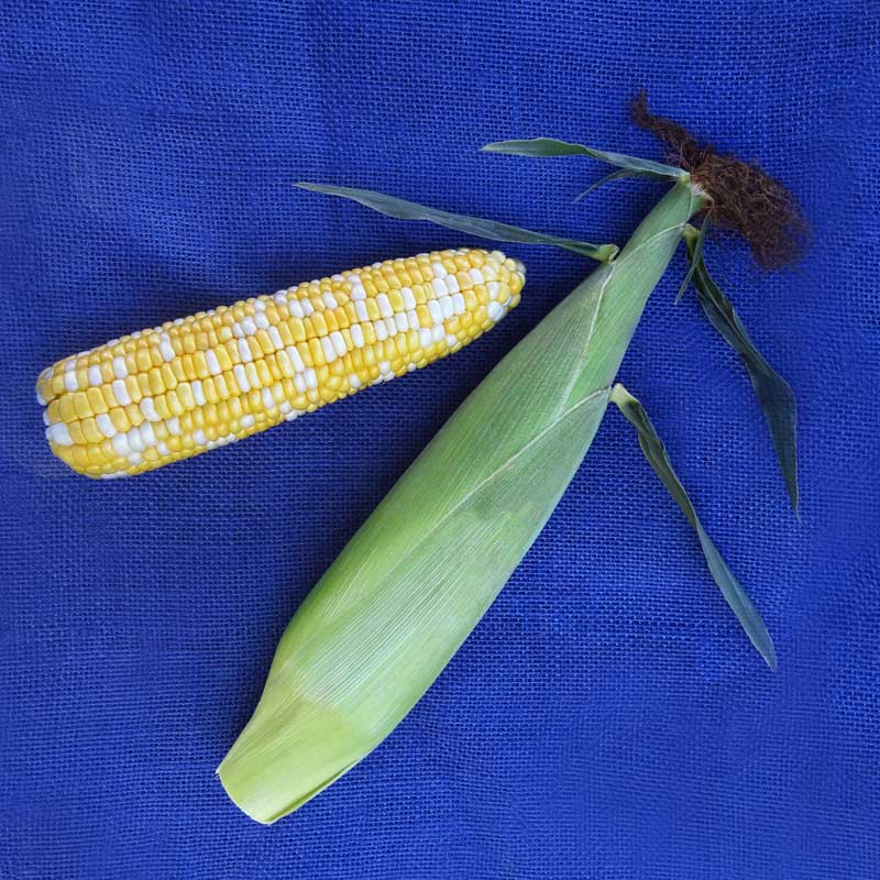 Sweet Corn Biotech Quick Trip F1 Seed – Harris Seeds