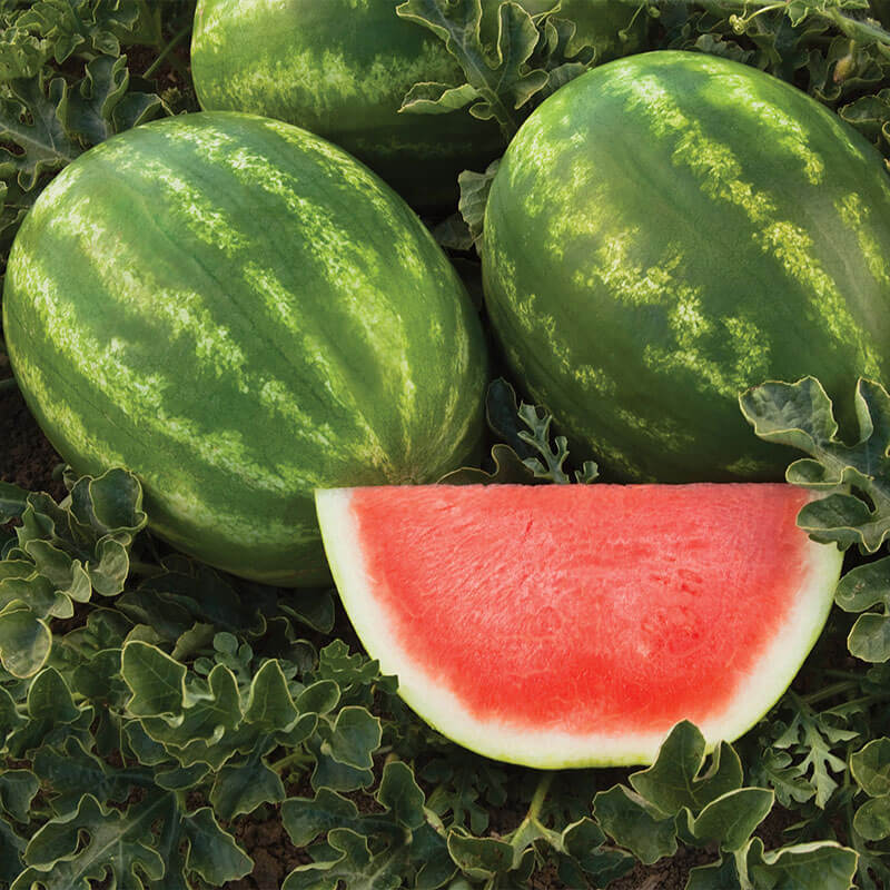 Watermelon Captivation F1 Seed – Harris Seeds