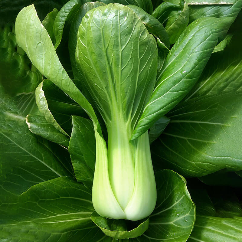 Pak Choi Raichu F1 Seed – Harris Seeds