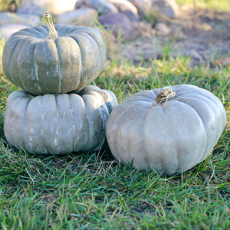 Pumpkin Jade Knight F1 Seed – Harris Seeds
