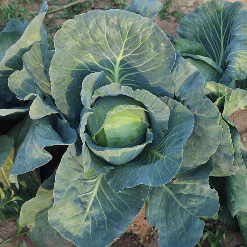 Cabbage SuperStar F1 Seed – Harris Seeds