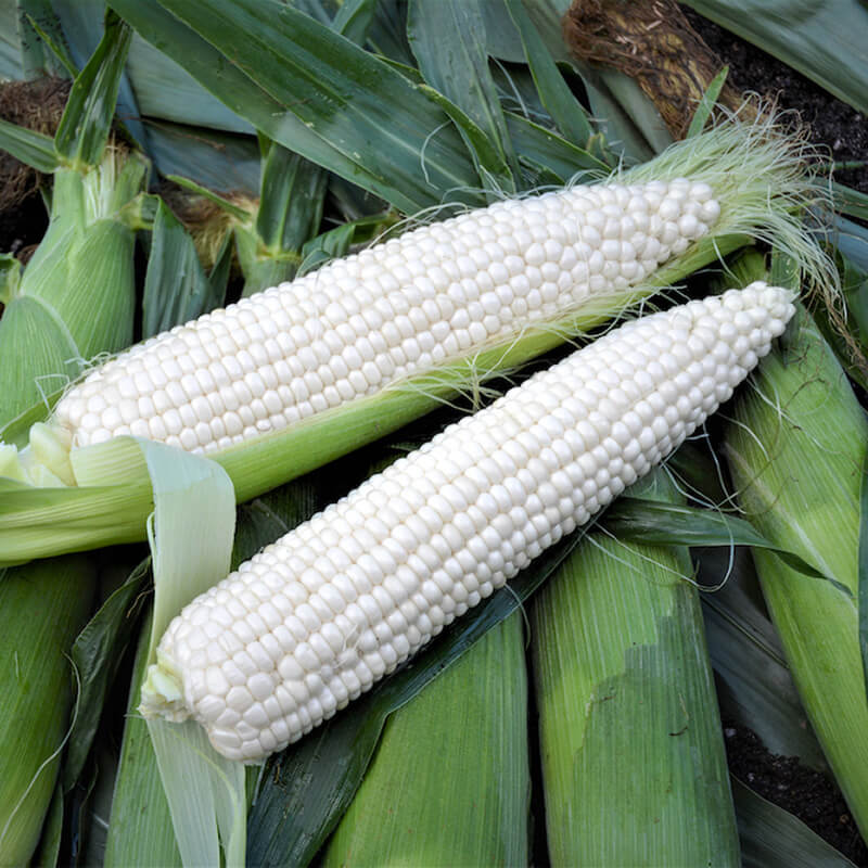 Sweet Corn Platinum XR F1 Seed – Harris Seeds