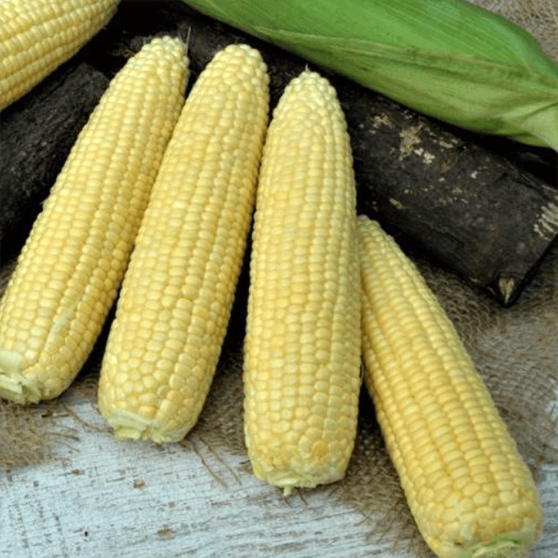 Sweet Corn Icon XR F1 Seed – Harris Seeds