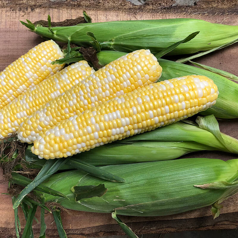 Sweet Corn Octane F1 Seed – Harris Seeds