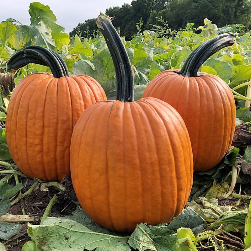 Pumpkin Adonis F1 Seed – Harris Seeds