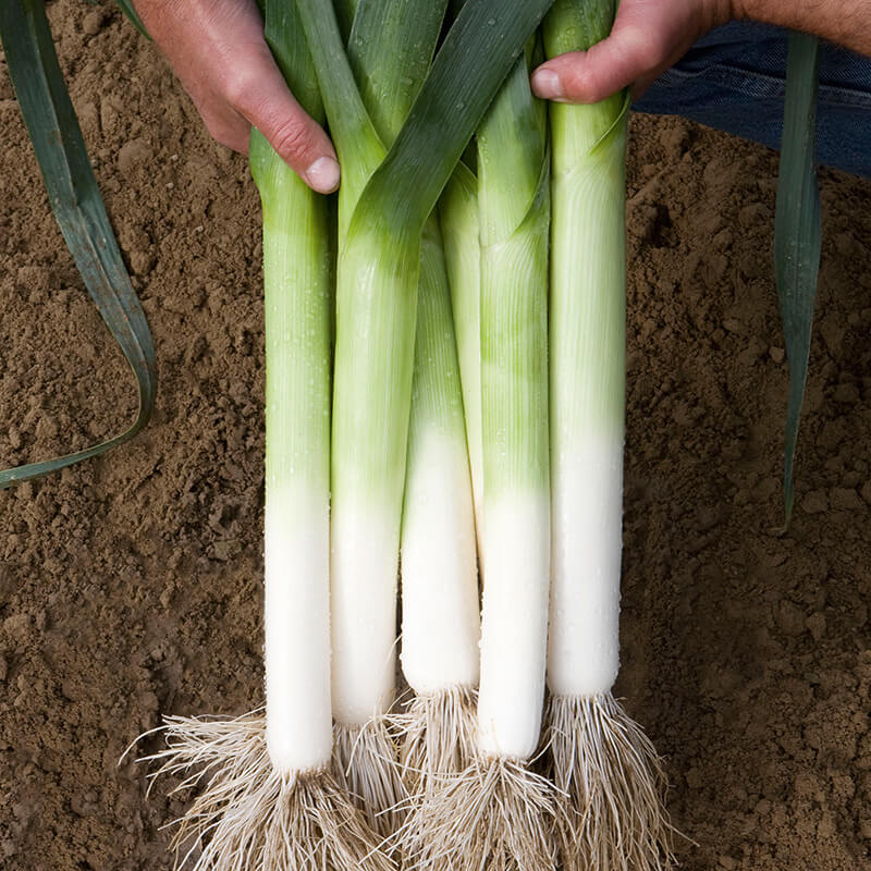 Leek Rally F1 Organic Seed – Harris Seeds