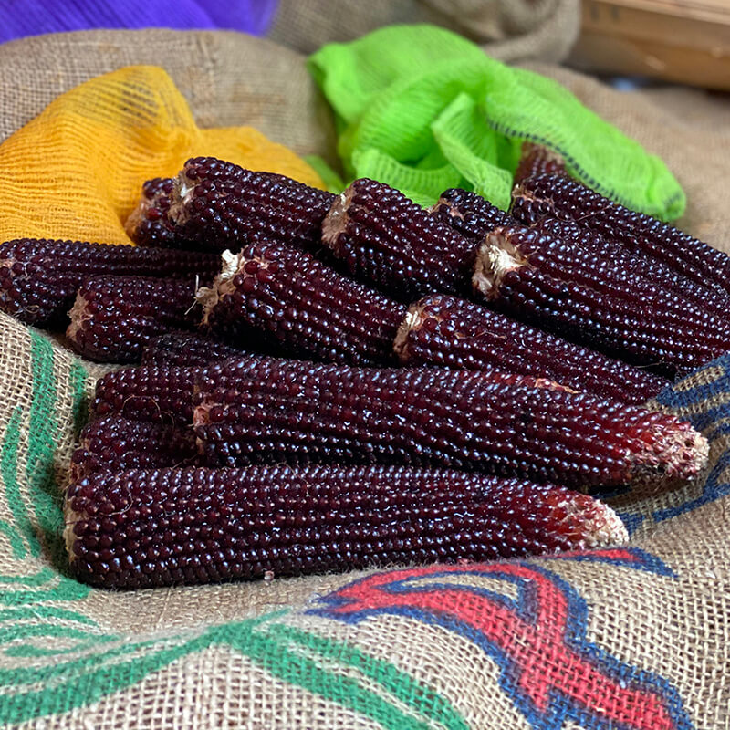Ornamental Corn Ruby Red F1 Seed – Harris Seeds