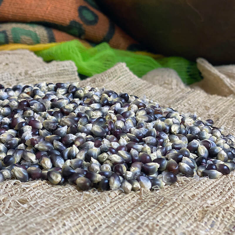 Ornamental Corn Shaman's Blue F1 Seed – Harris Seeds