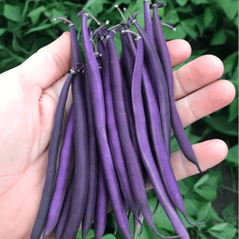 Bean Celine Organic Seed – Harris Seeds