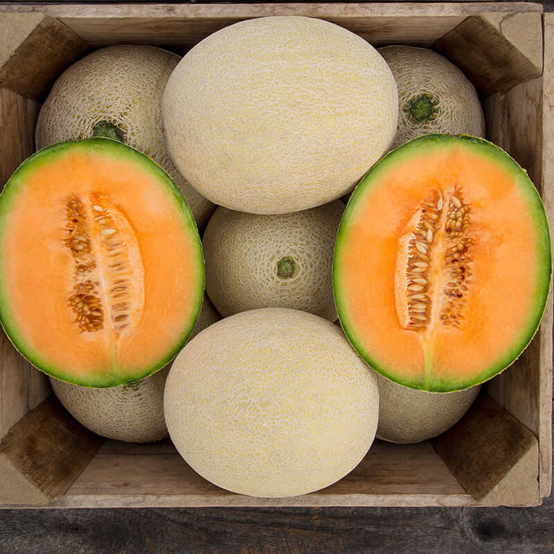Melon True Love F1 Organic Seed – Harris Seeds