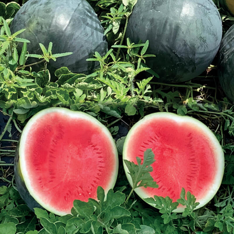 Watermelon Dark Knight F1 Seed – Harris Seeds