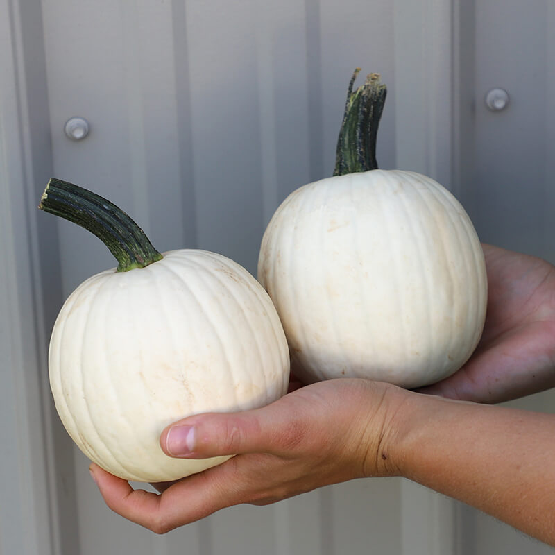 Pumpkin Snowdrop F1 Seed – Harris Seeds