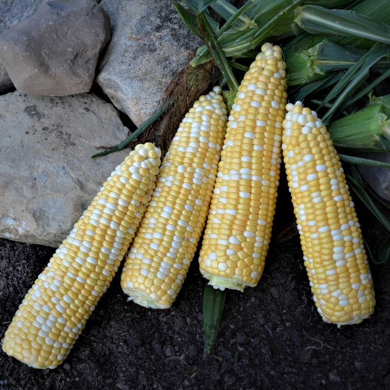 Sweet Corn Bolt XR F1 Seed – Harris Seeds