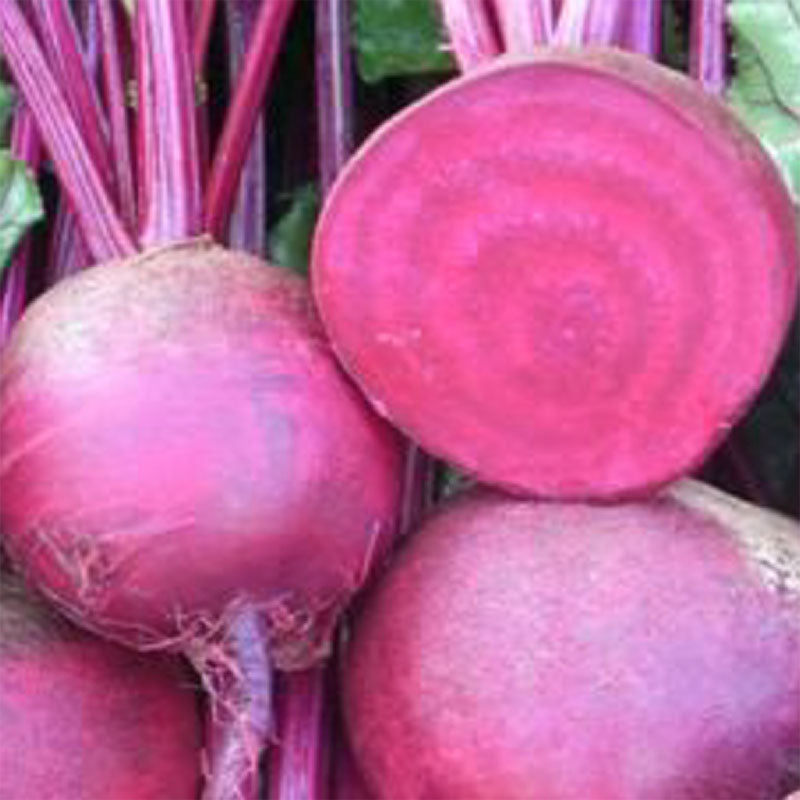 Beet Red Atlas F1 Seed – Harris Seeds