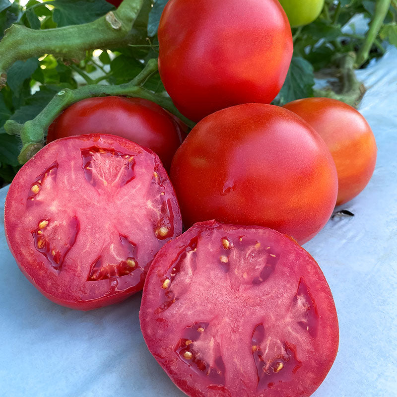 Tomato RuBee Dawn F1 Seed – Harris Seeds