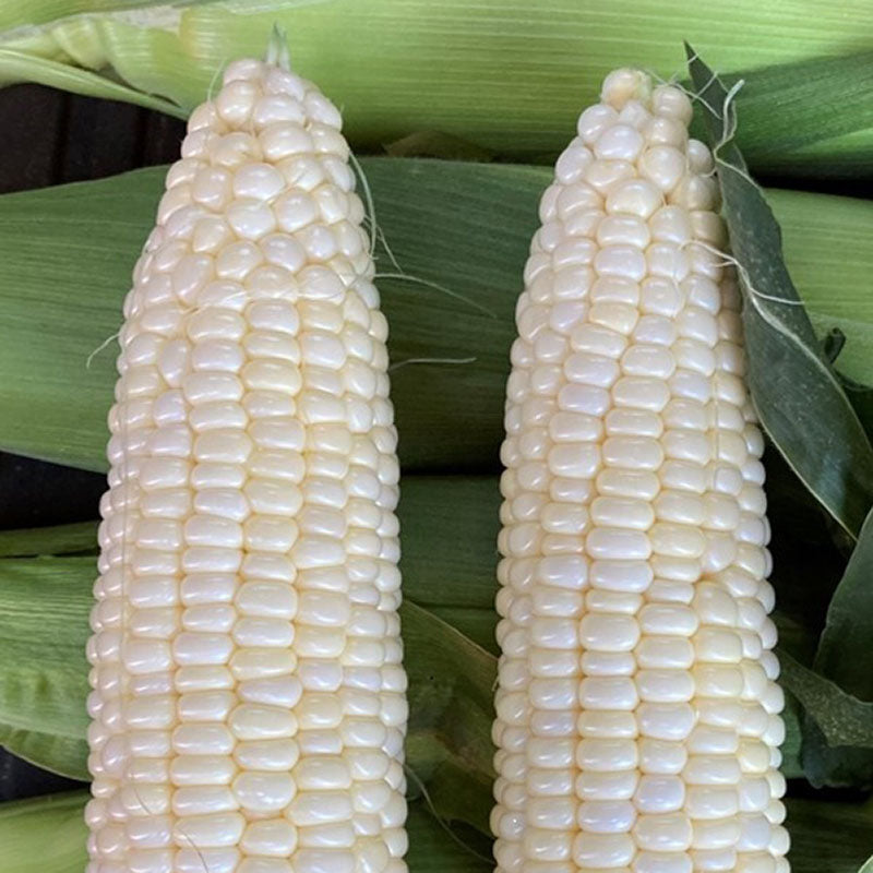 Sweet Corn Biotech Starfighter II F1 Seed – Harris Seeds