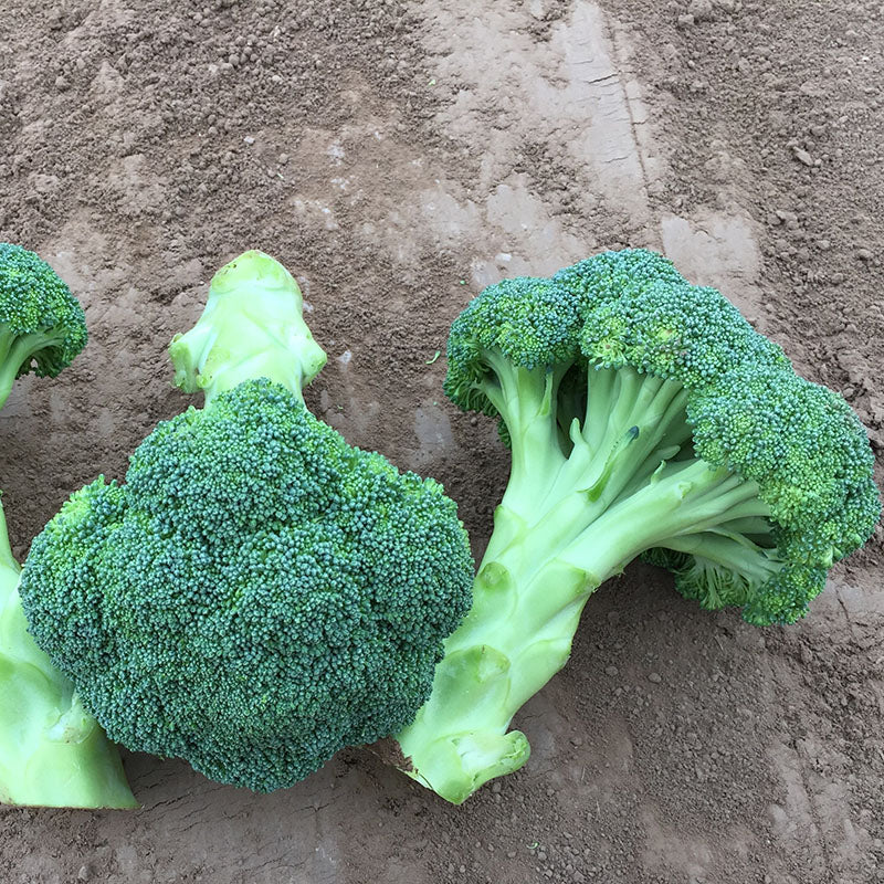 Broccoli Spectre F1 Seed – Harris Seeds