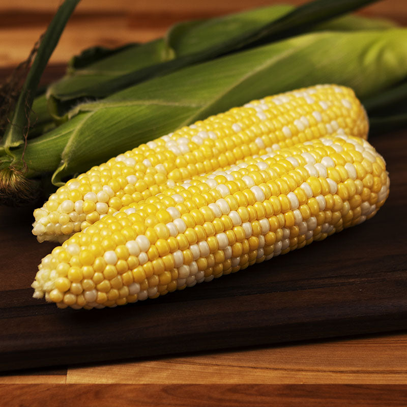 Sweet Corn Biotech Matriarch F1 Seed – Harris Seeds