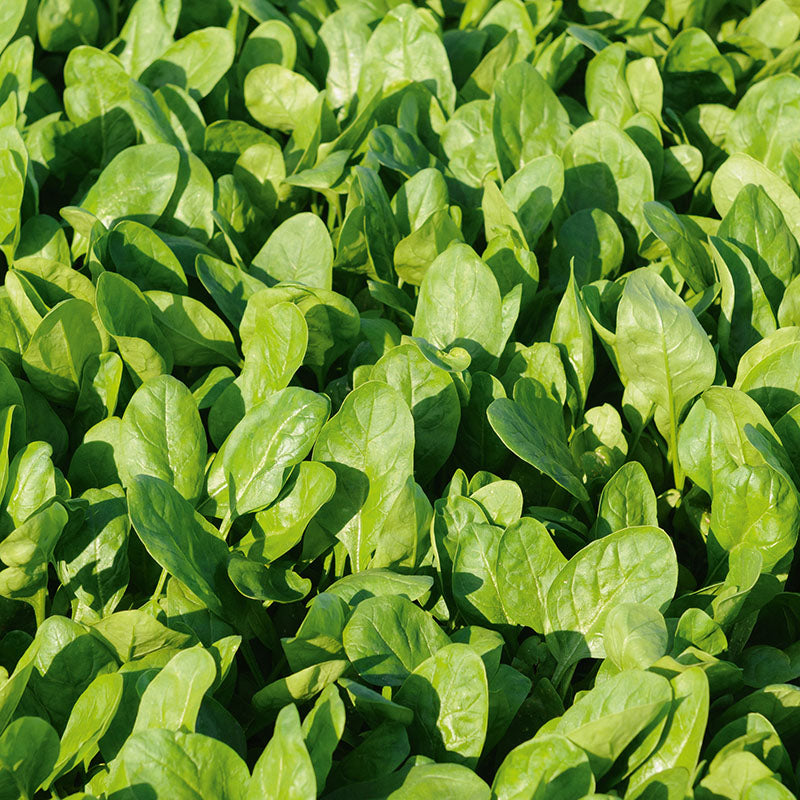 Spinach Space F1 Organic Seed – Harris Seeds