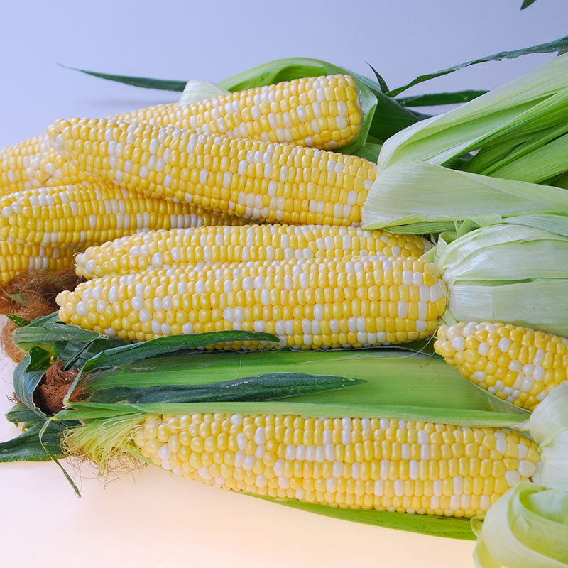 Sweet Corn QuickStart F1 Seed – Harris Seeds