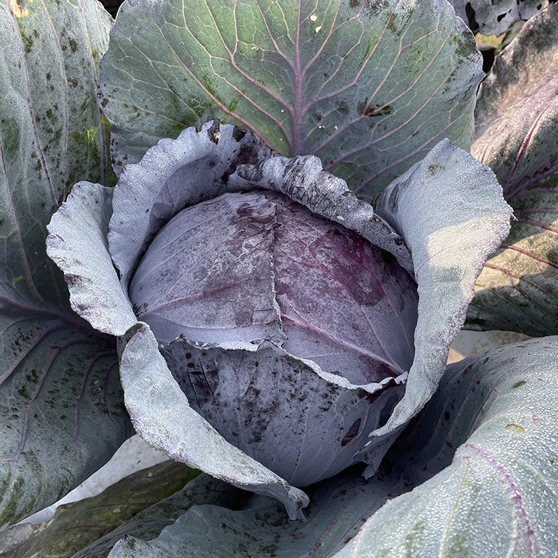 Cabbage Roadie F1 Seed – Harris Seeds
