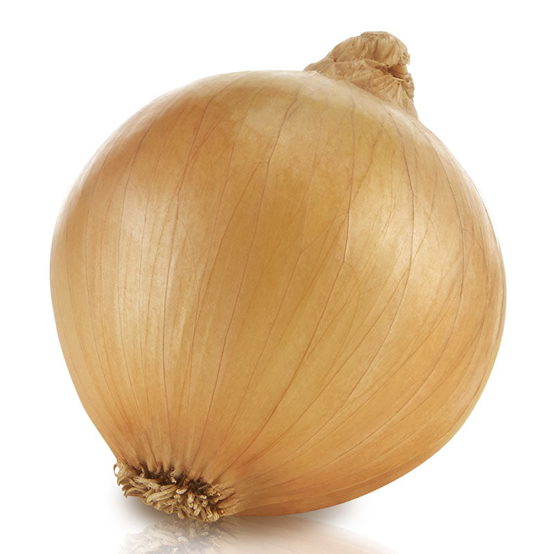 Onion Saddleback F1 Seed – Harris Seeds