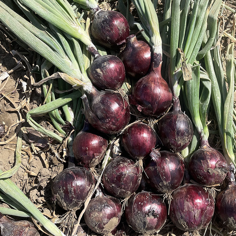 Onion Tannat F1 Seed – Harris Seeds