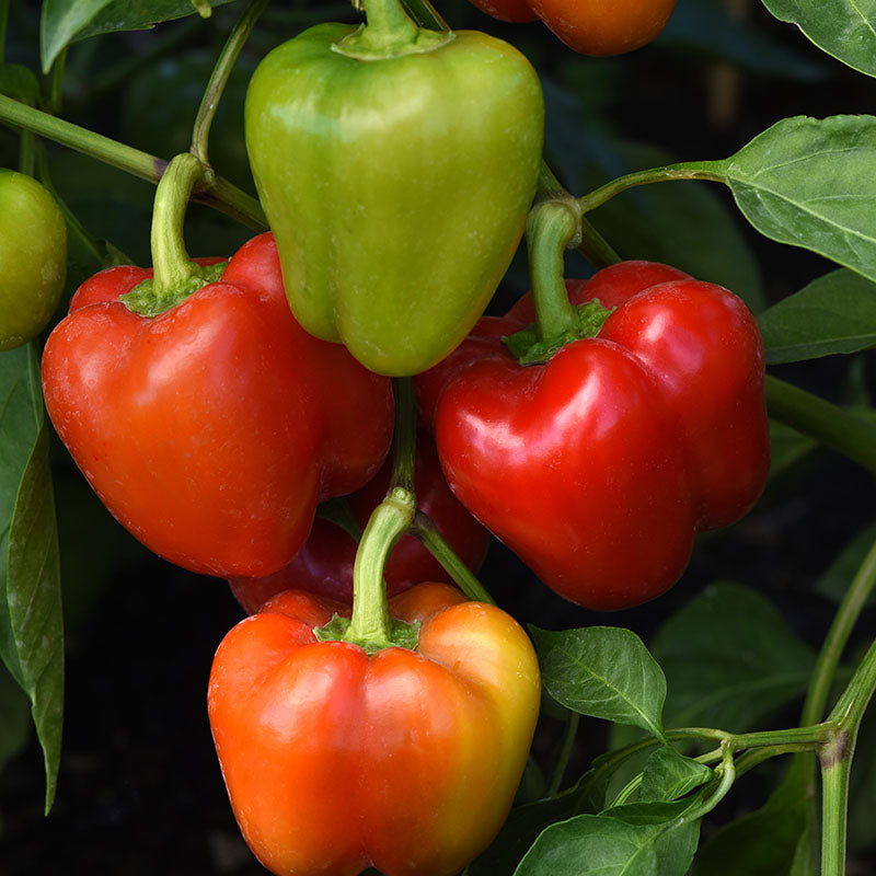 Pepper Prism F1 Seed – Harris Seeds