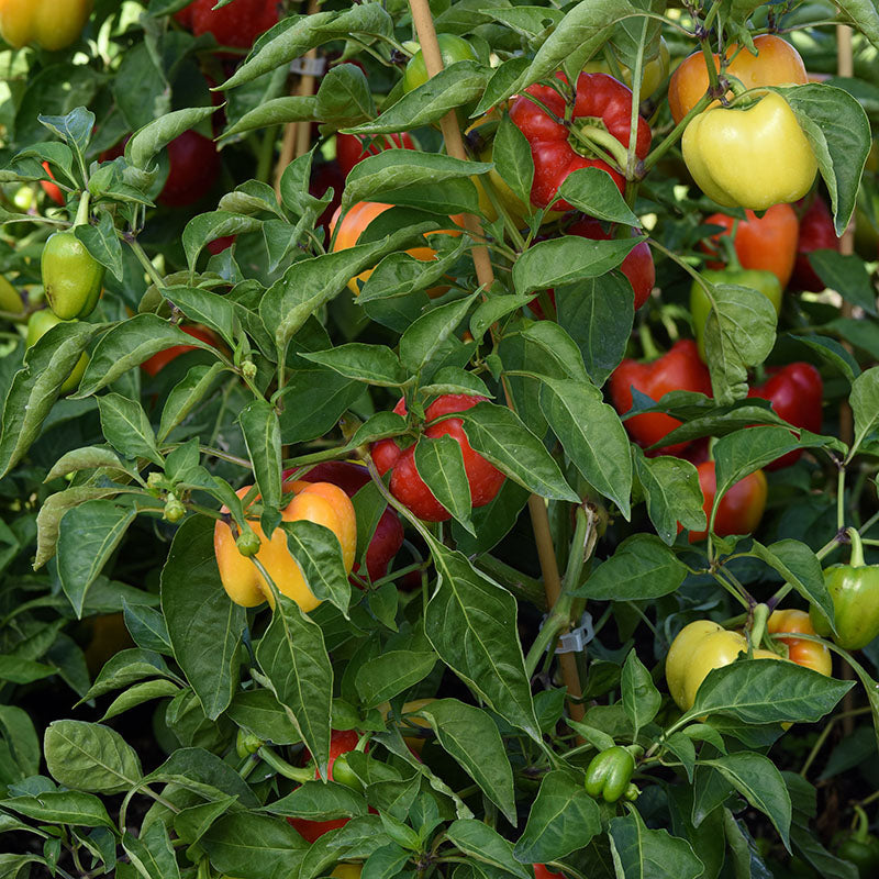 Pepper Prism F1 Seed – Harris Seeds