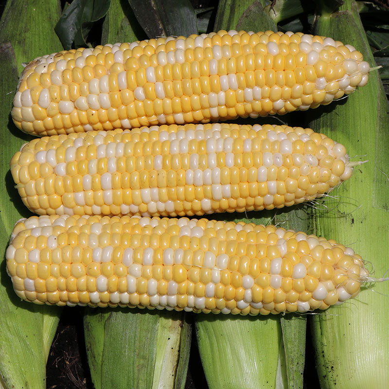 Sweet Corn Skyray F1 Seed – Harris Seeds