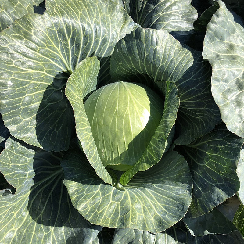 Cabbage Storage #4 F1 Seed – Harris Seeds