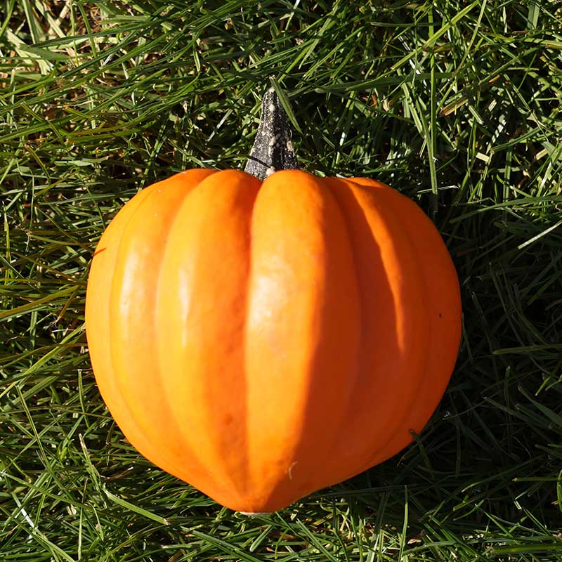 Squash Goldilocks F1 Seed – Harris Seeds