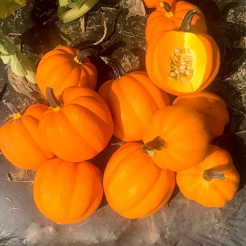Squash Goldilocks F1 Seed – Harris Seeds