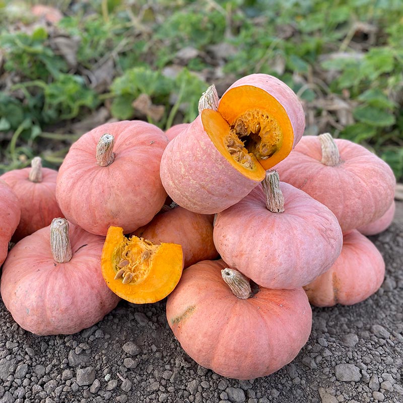Squash Pink Panther F1 Seed – Harris Seeds