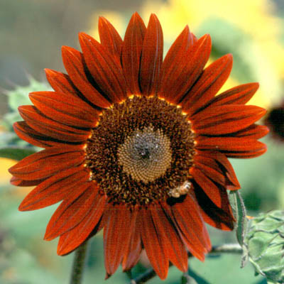 Sunflower Rouge Royale F1 Seed – Harris Seeds