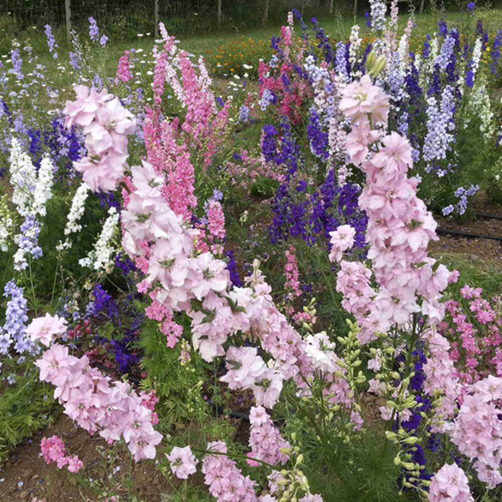 Larkspur Giant Imperial Mix Organic Seed – Harris Seeds