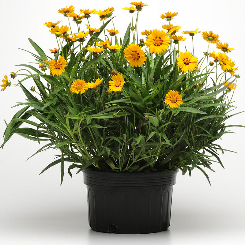 Coreopsis Sunfire Seed – Harris Seeds