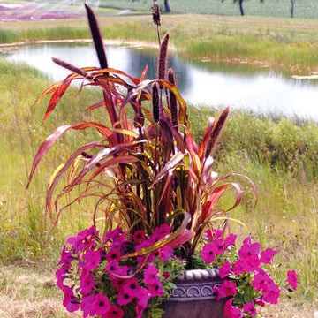 Ornamental Millet Seeds - Grow Ornamental Millet – Harris Seeds