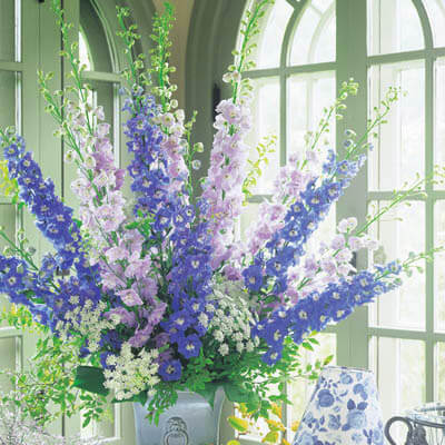 Delphinium Aurora Mix F1 Seed – Harris Seeds